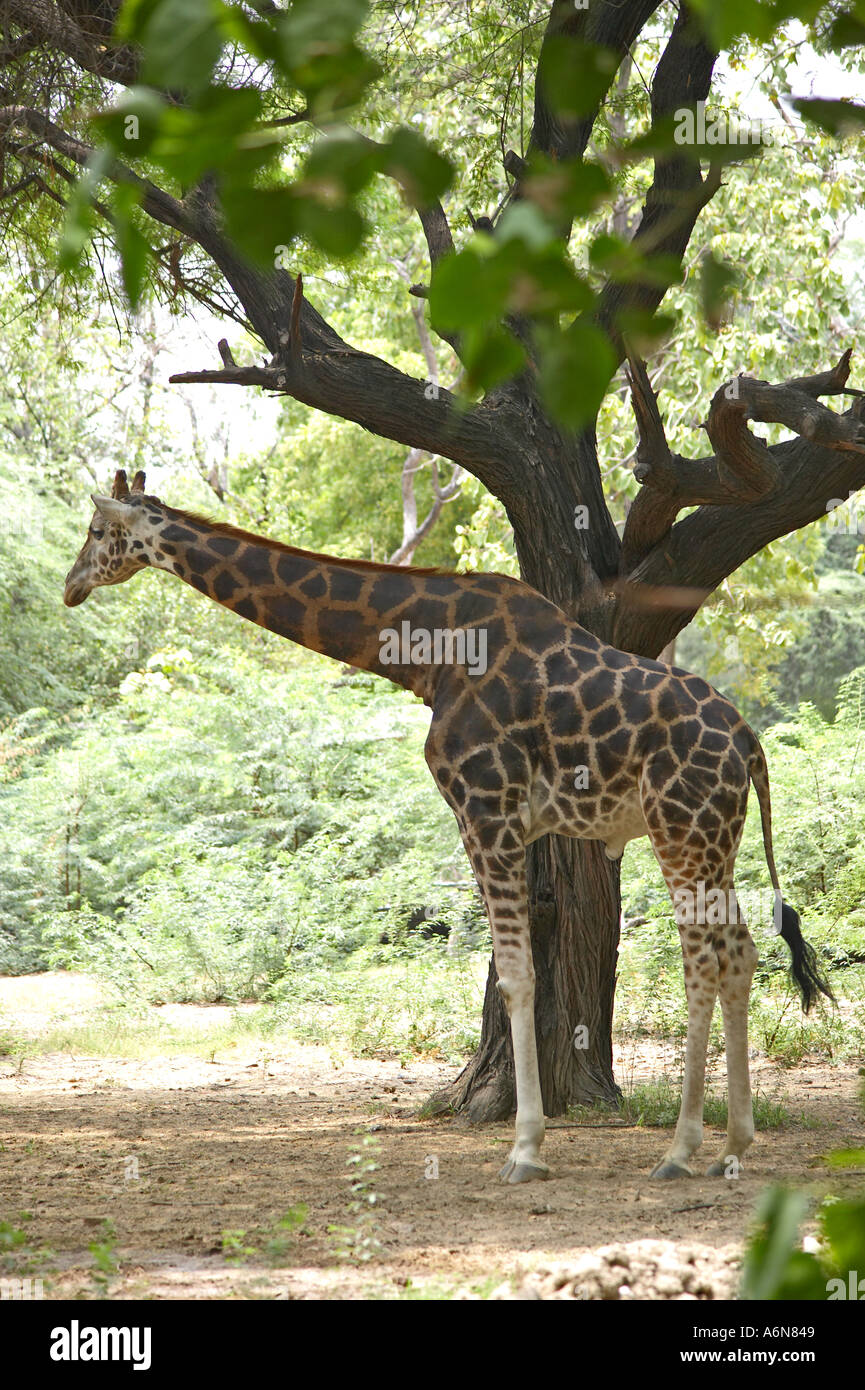 Giraffe Zoological Park Delhi India Stock Photo - Alamy