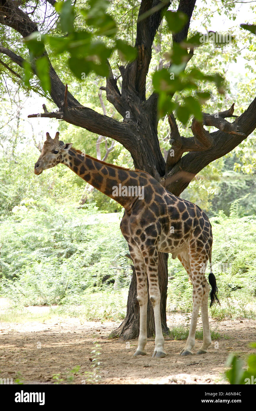 Giraffe Zoological Park Delhi India Stock Photo - Alamy