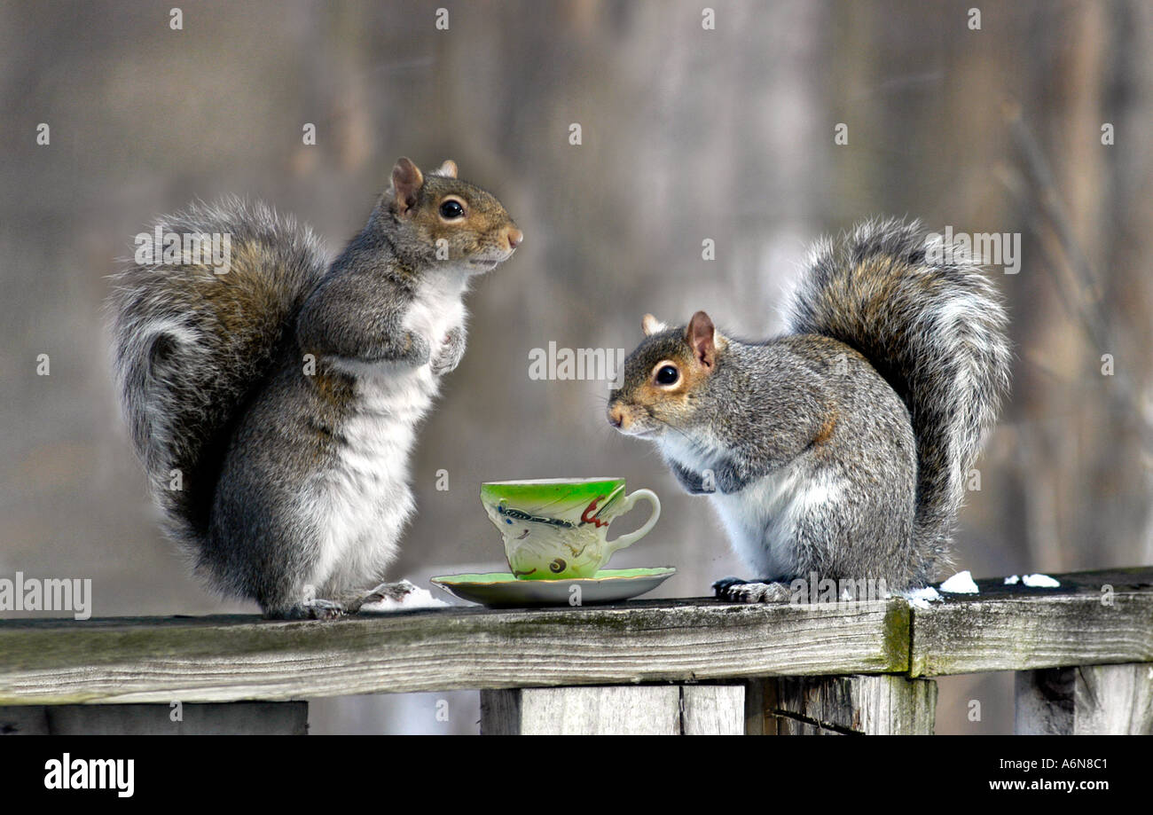 Squirrels having tea party Stock Photo - Alamy