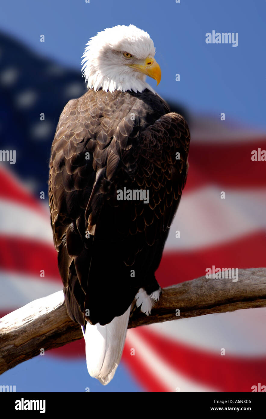 Bald eagle with USA flag Stock Photo - Alamy