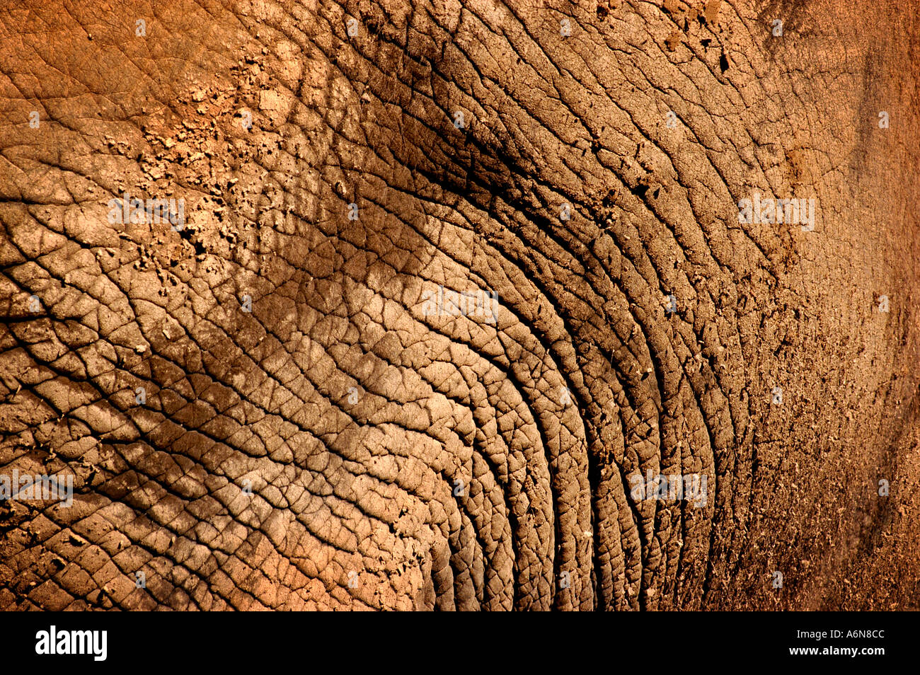 Skin of African elephant Stock Photo - Alamy