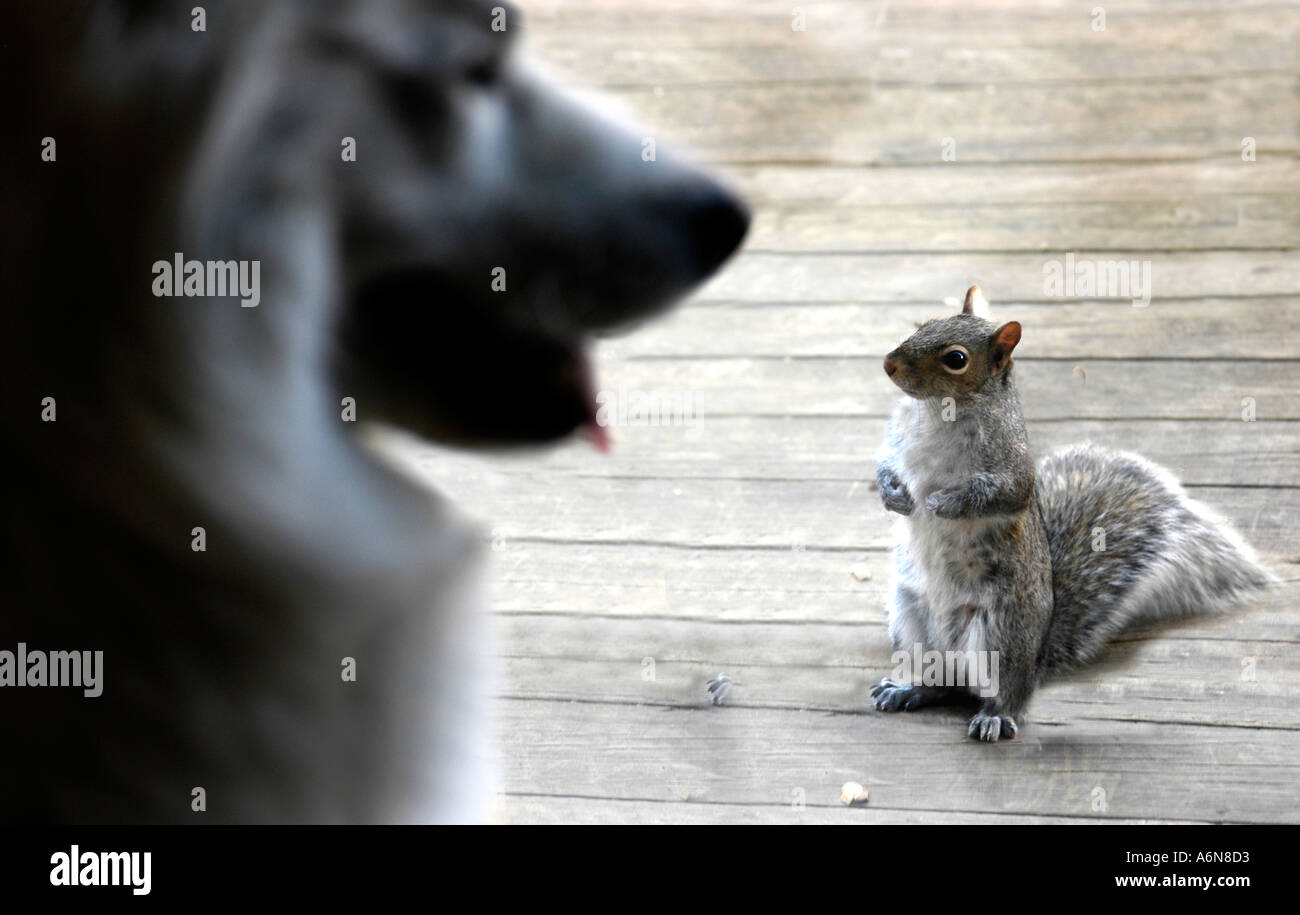 Dog and squirrel staring at each other Stock Photo - Alamy