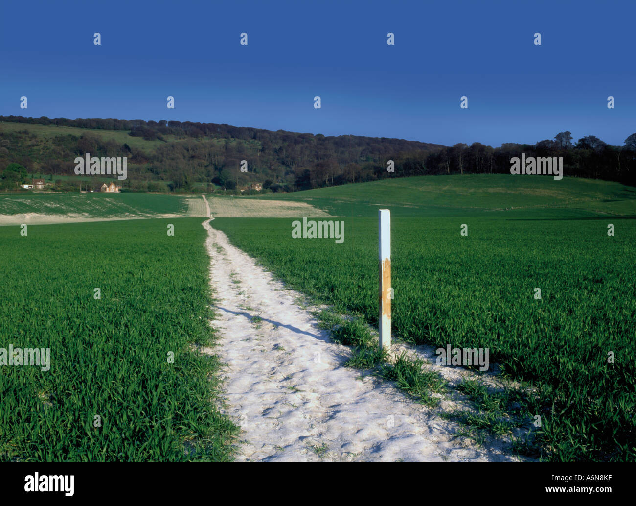 the ridgeway path the chilterns buckinghamshire Stock Photo - Alamy