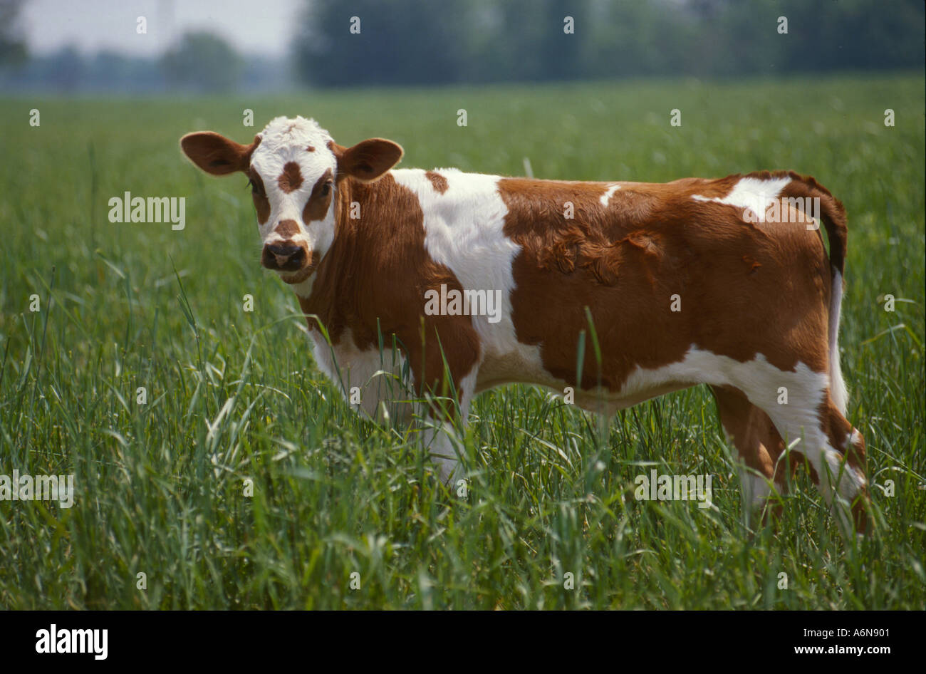 Guernsey bull hi-res stock photography and images - Alamy