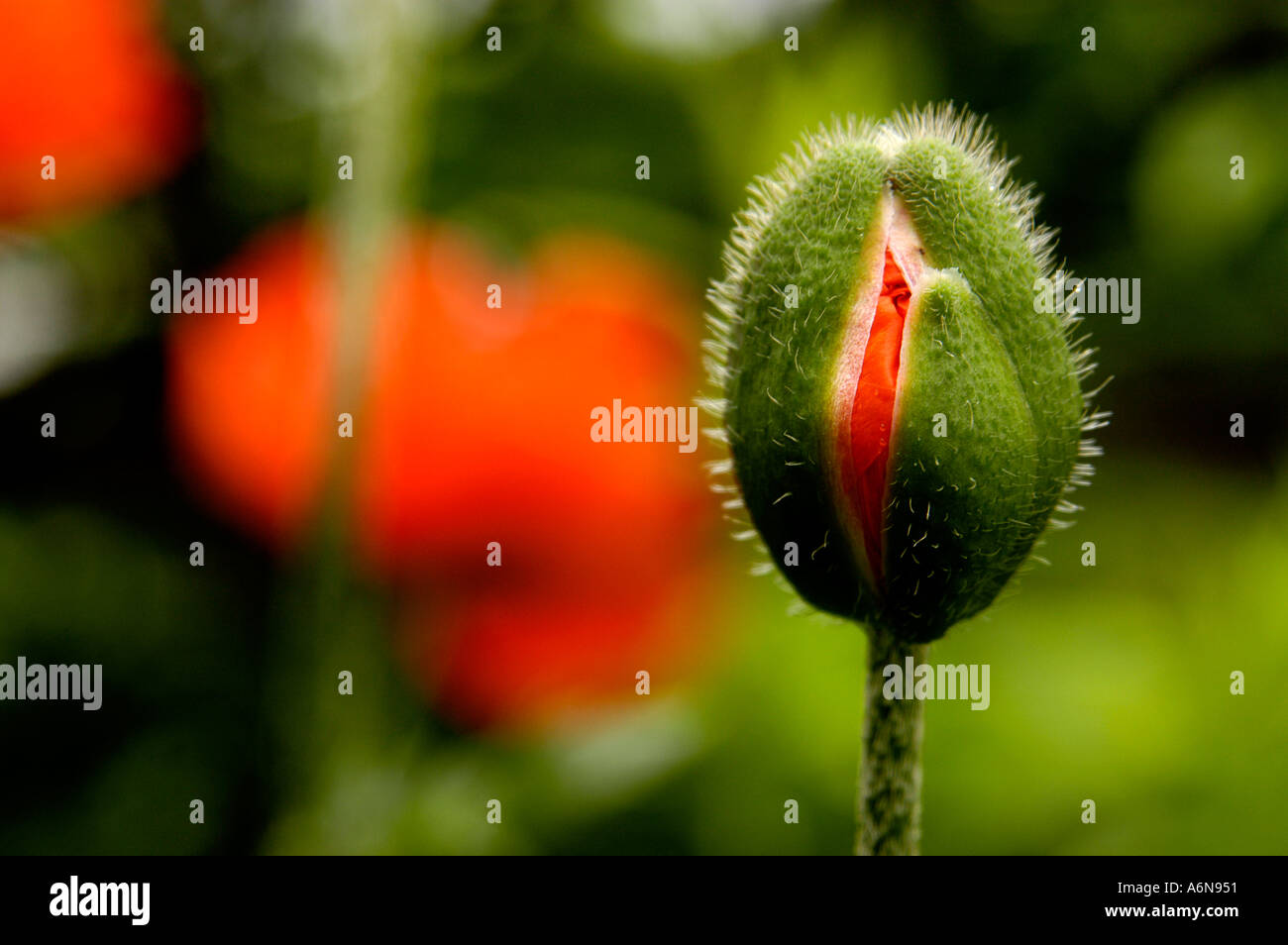 Red poppy and bud Stock Photo - Alamy