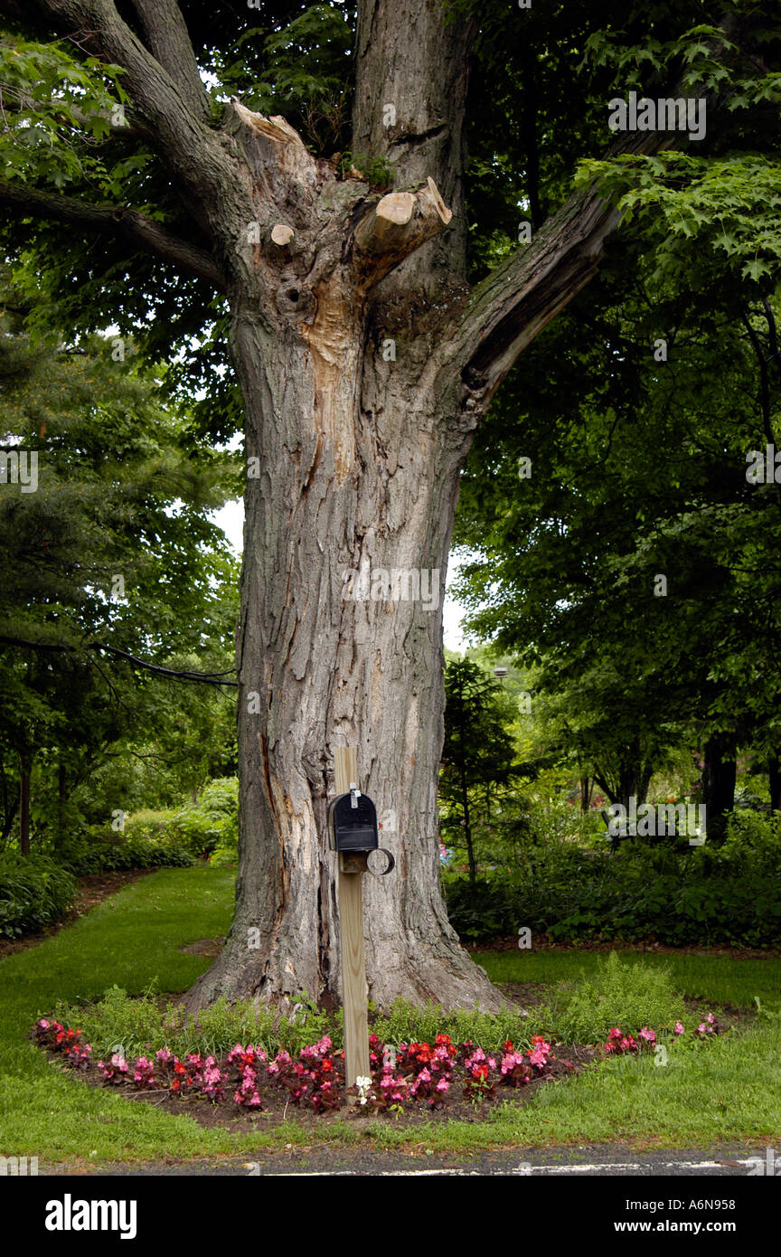 Tree and mailbox Stock Photo - Alamy
