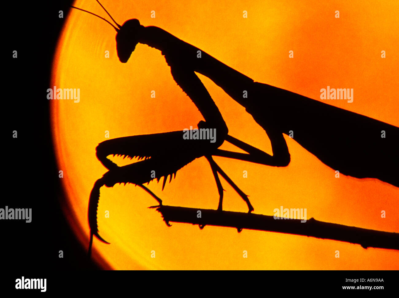 Praying mantis and sun Stock Photo - Alamy