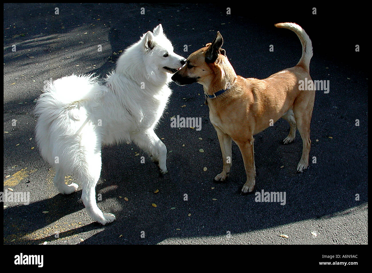 Two dogs meeting hi-res stock photography and images - Alamy