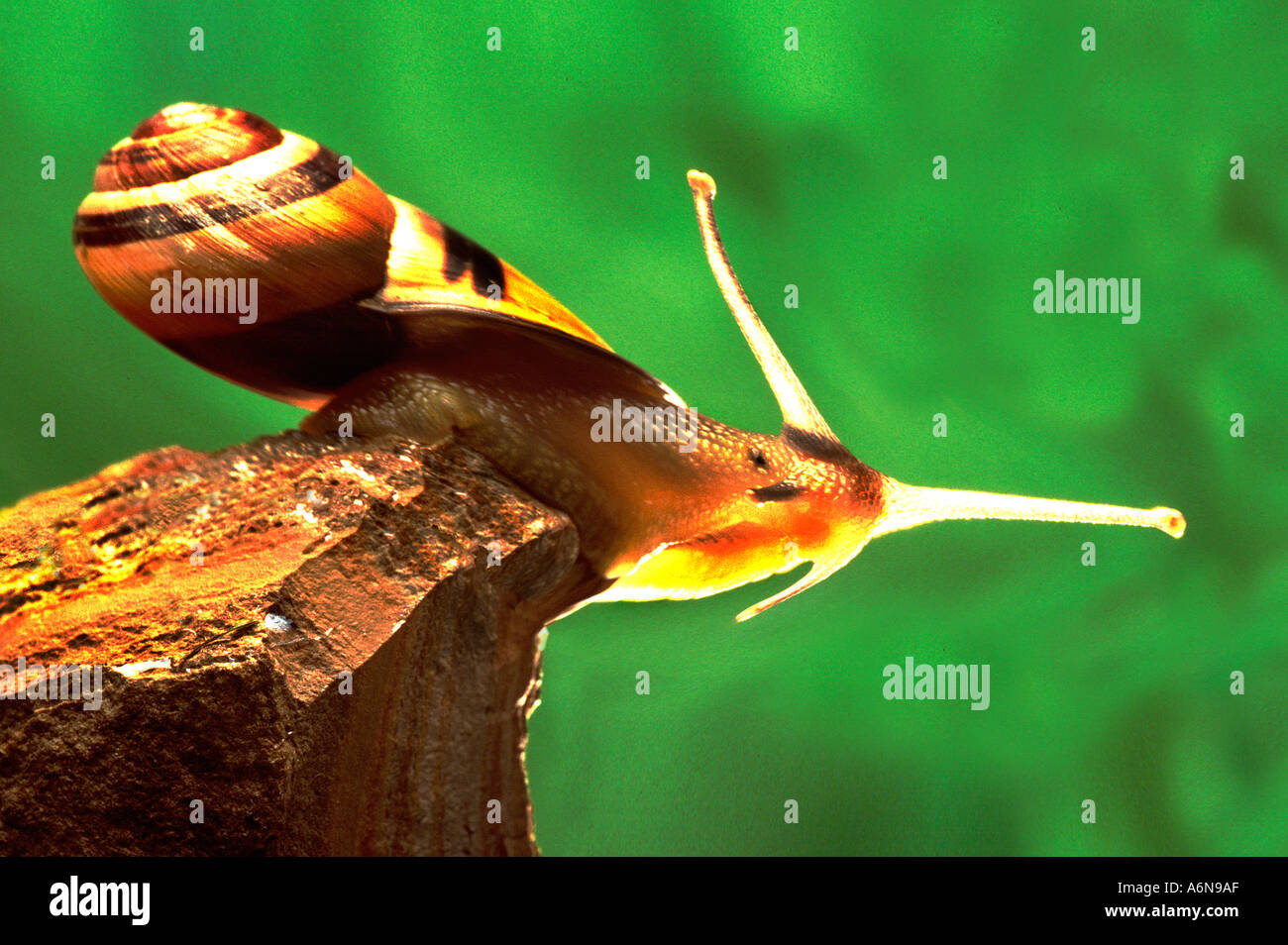 Snail attempting flight Stock Photo - Alamy