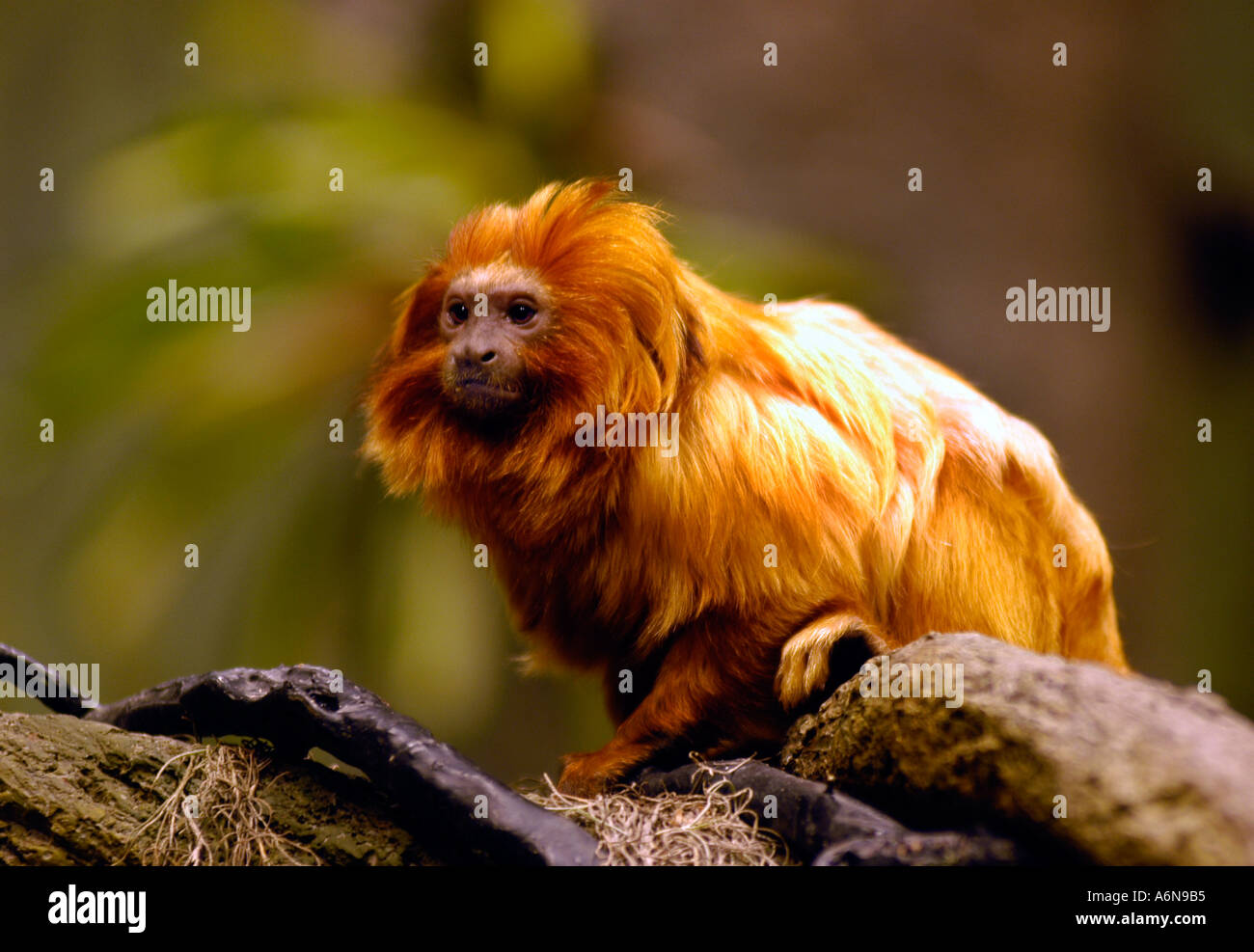 Golden tamarin monkey Stock Photo - Alamy