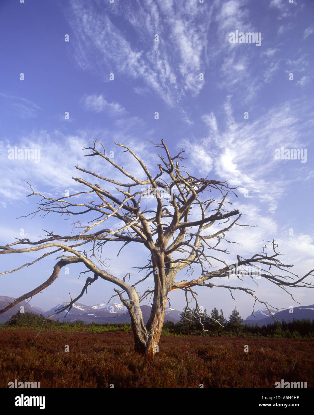 Dead caledonian pine hi-res stock photography and images - Alamy