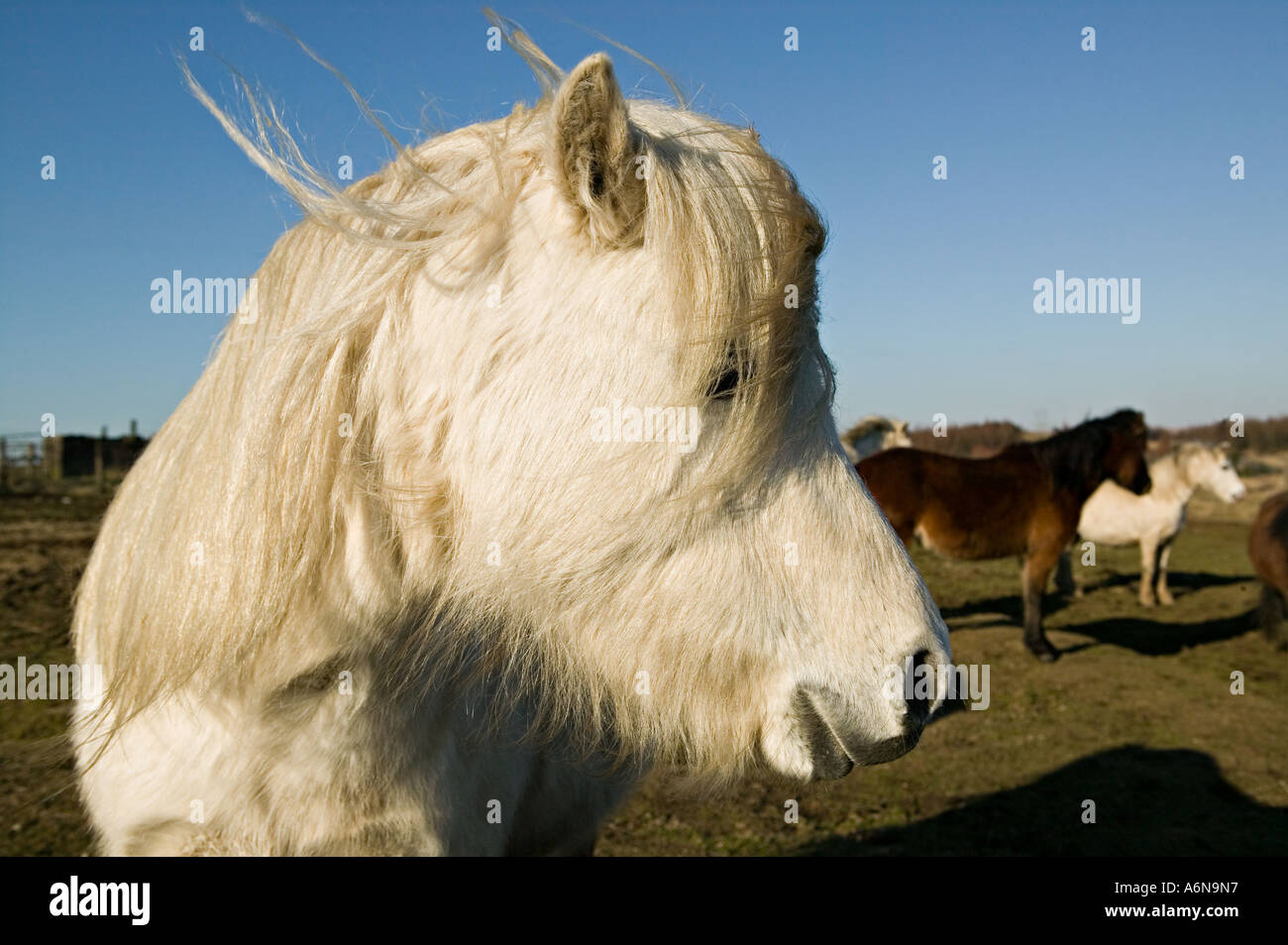 White pony with hair blowing in wind head in profile Mountain Air Wales ...