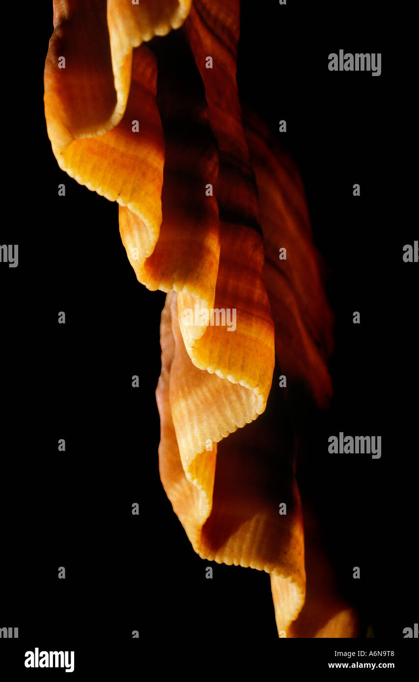 Curtain speleothem formation in cave from below Wales UK Stock Photo ...