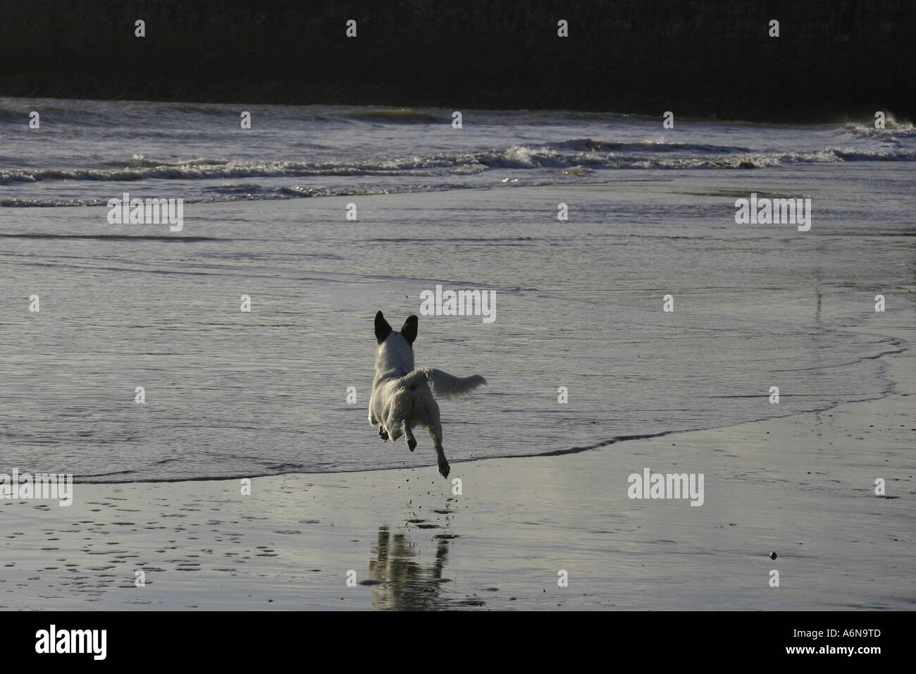Dog Running into the Sea looks like inflight Stock Photo - Alamy