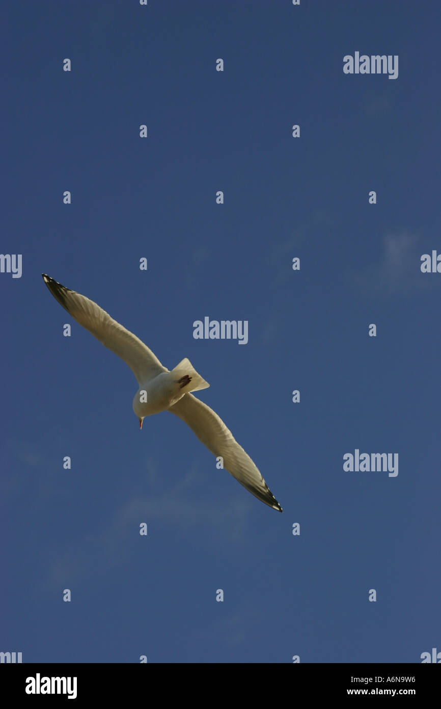 common sea gull in flight Stock Photo - Alamy