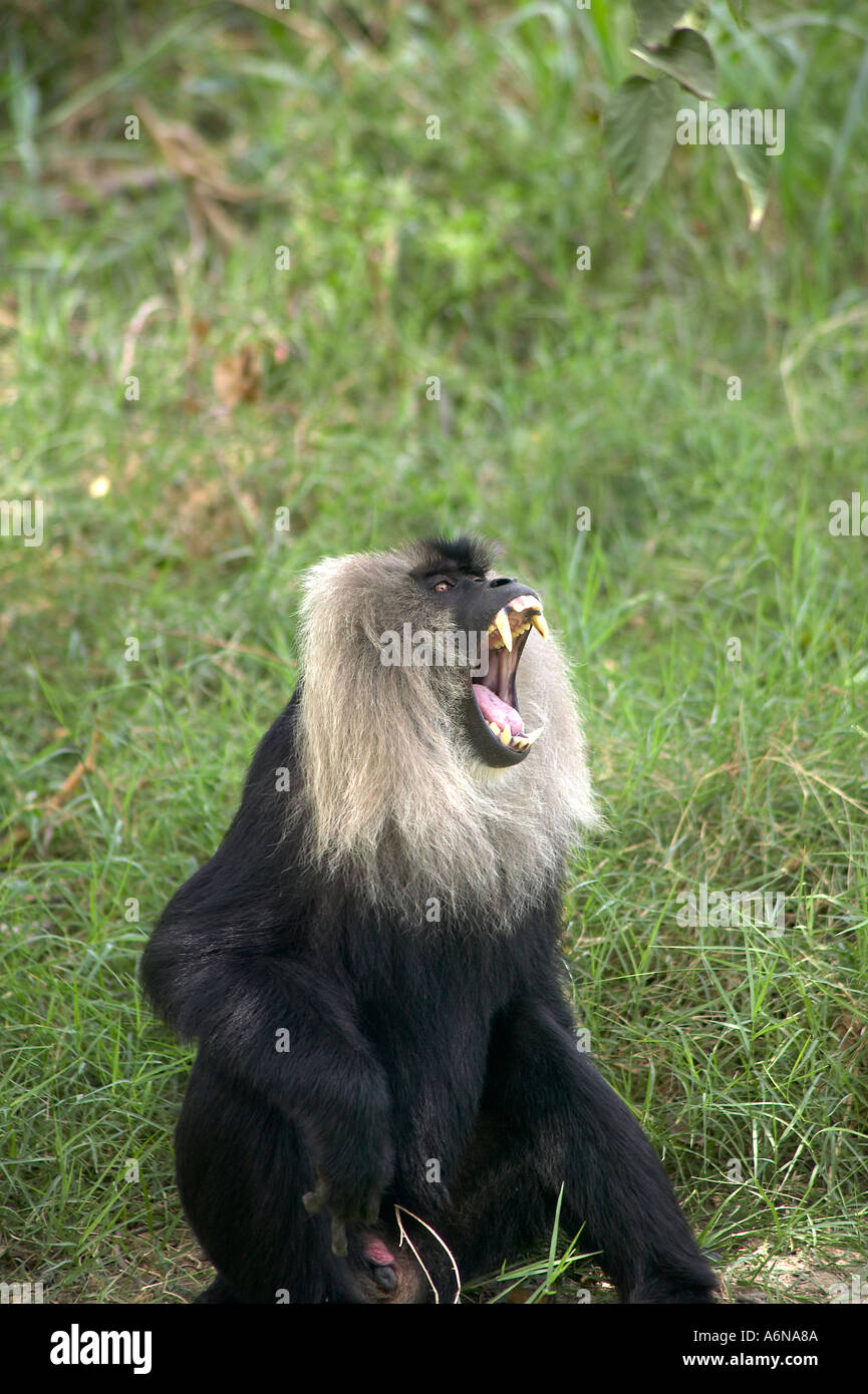 Lion tailed monkey hi-res stock photography and images - Alamy