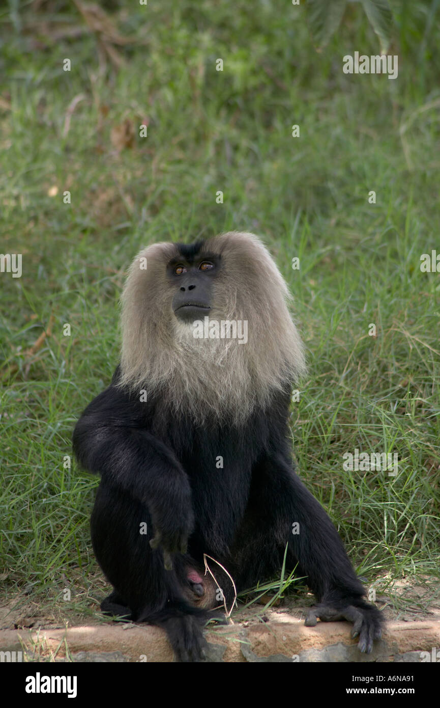 Lion Tailed Macaque Monkey Delhi Zoo Delhi India Stock Photo - Alamy