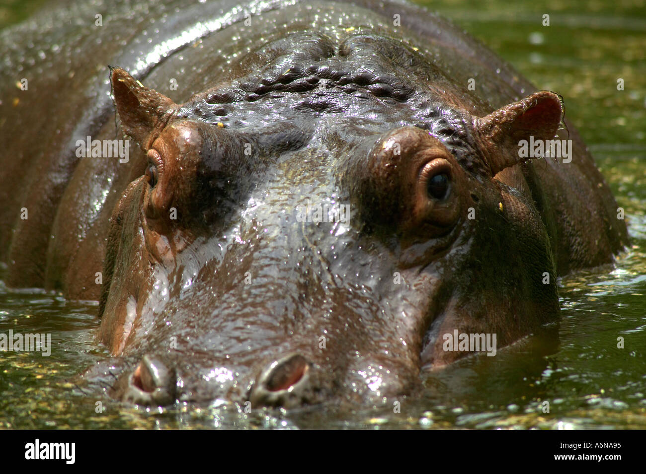 Hippo Potemus Delhi Zoo Delhi India Stock Photo - Alamy