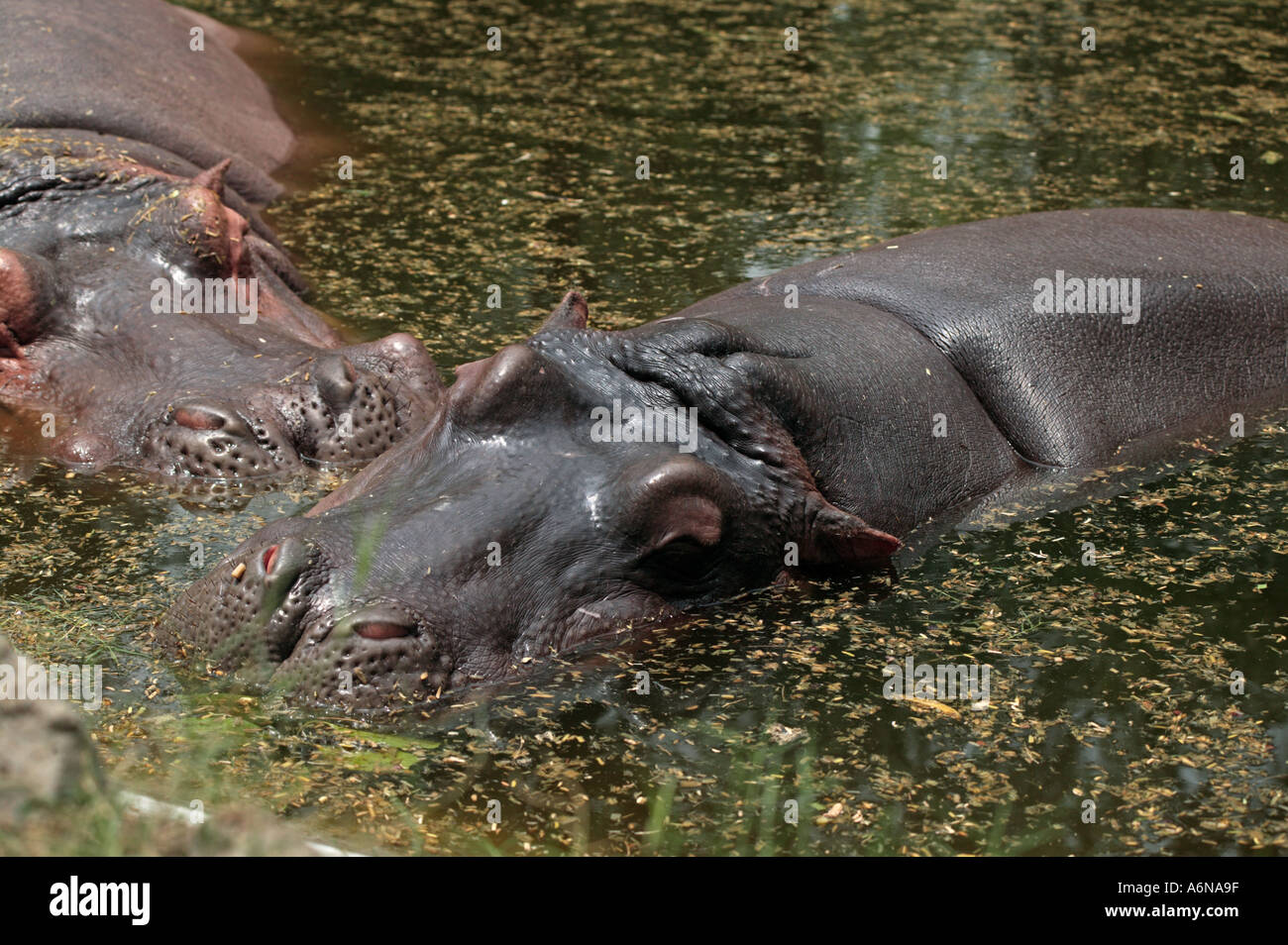 Hippo Potemus Delhi Zoo Delhi India Stock Photo - Alamy