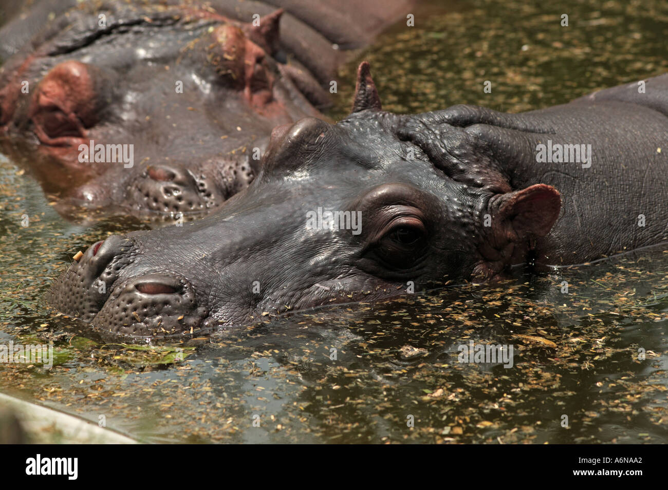 Hippo Potemus Delhi Zoo Delhi India Stock Photo - Alamy