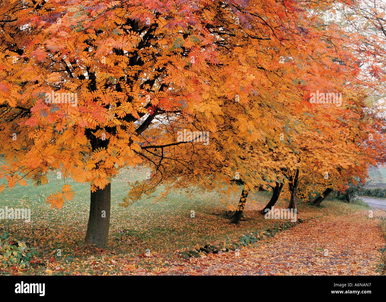 mountain ash tree eyam village known as the plague village peak ...