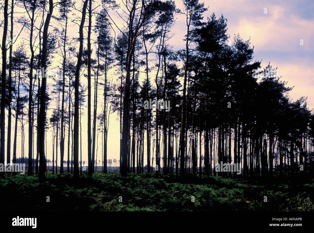 rendlesham forest suffolk east anglia england forestry commission ...