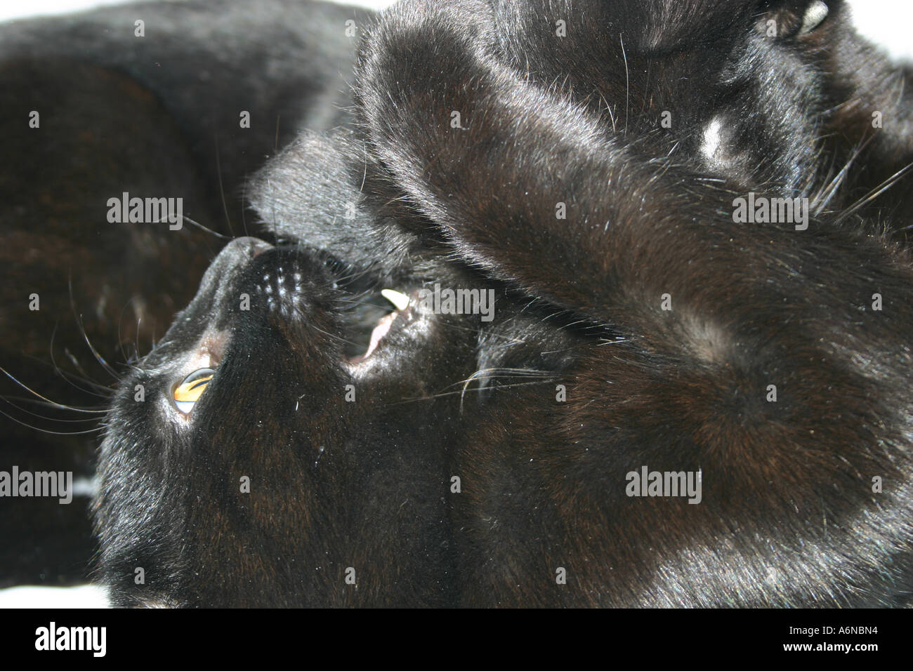 Two house cats fighting hi-res stock photography and images - Alamy