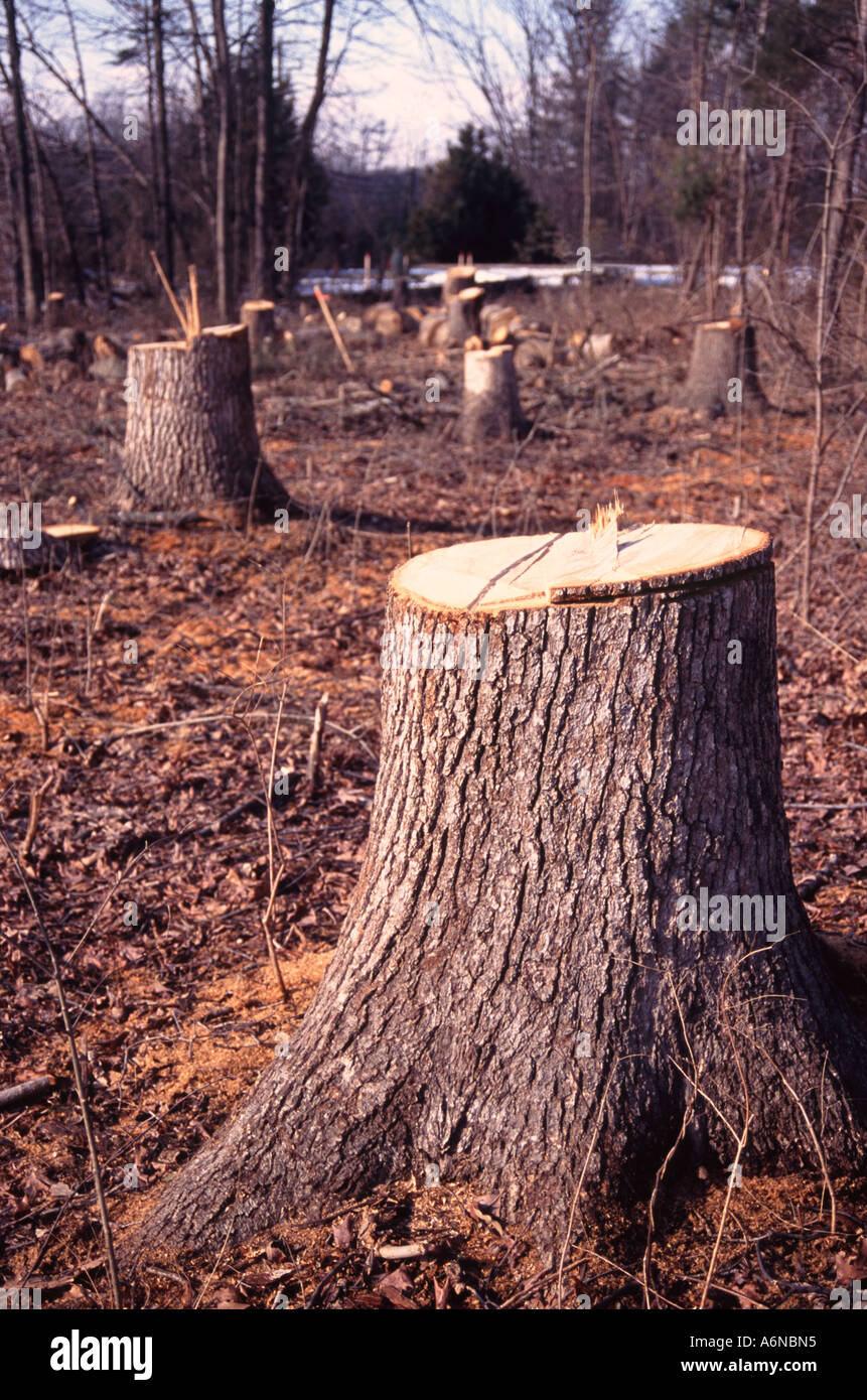 Stumps from recently cut down trees Stock Photo - Alamy