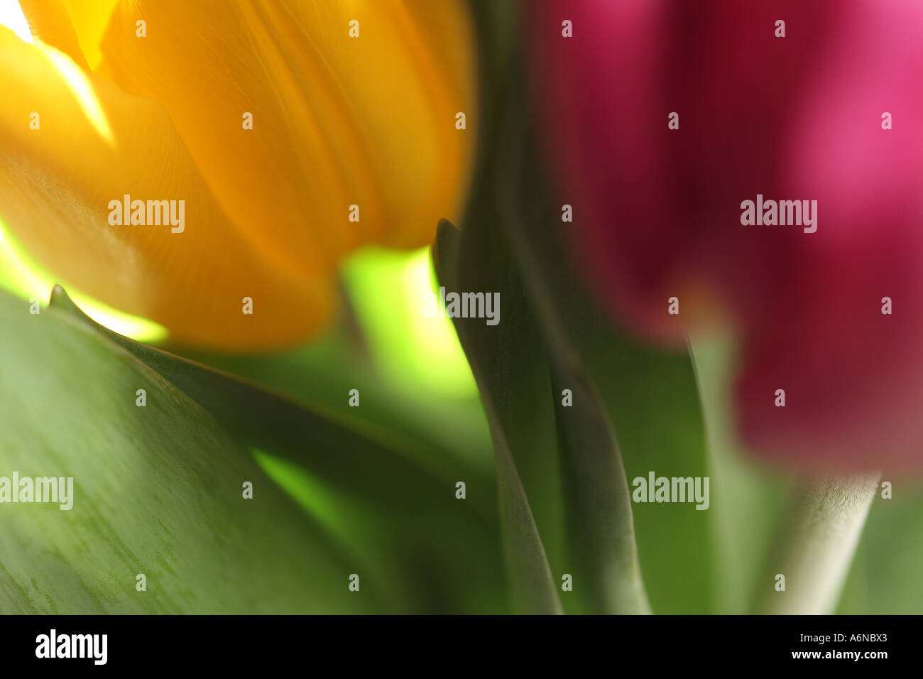 Tulip shapes hi-res stock photography and images - Alamy