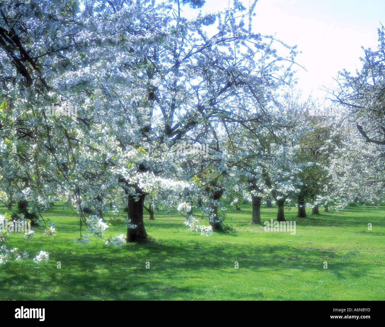Orchard gb hi-res stock photography and images - Alamy