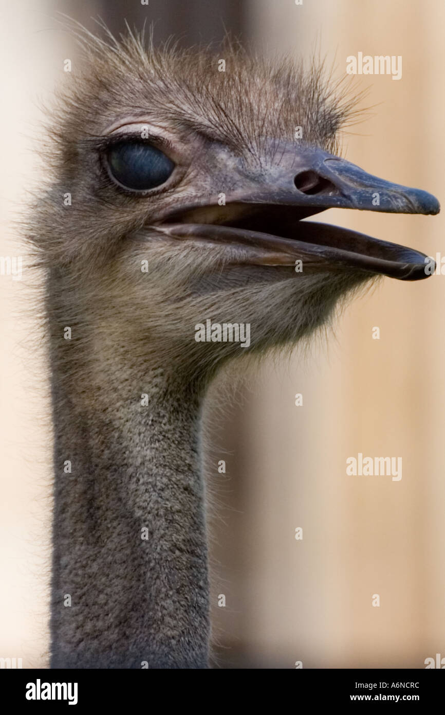 Dark emu hi-res stock photography and images - Alamy