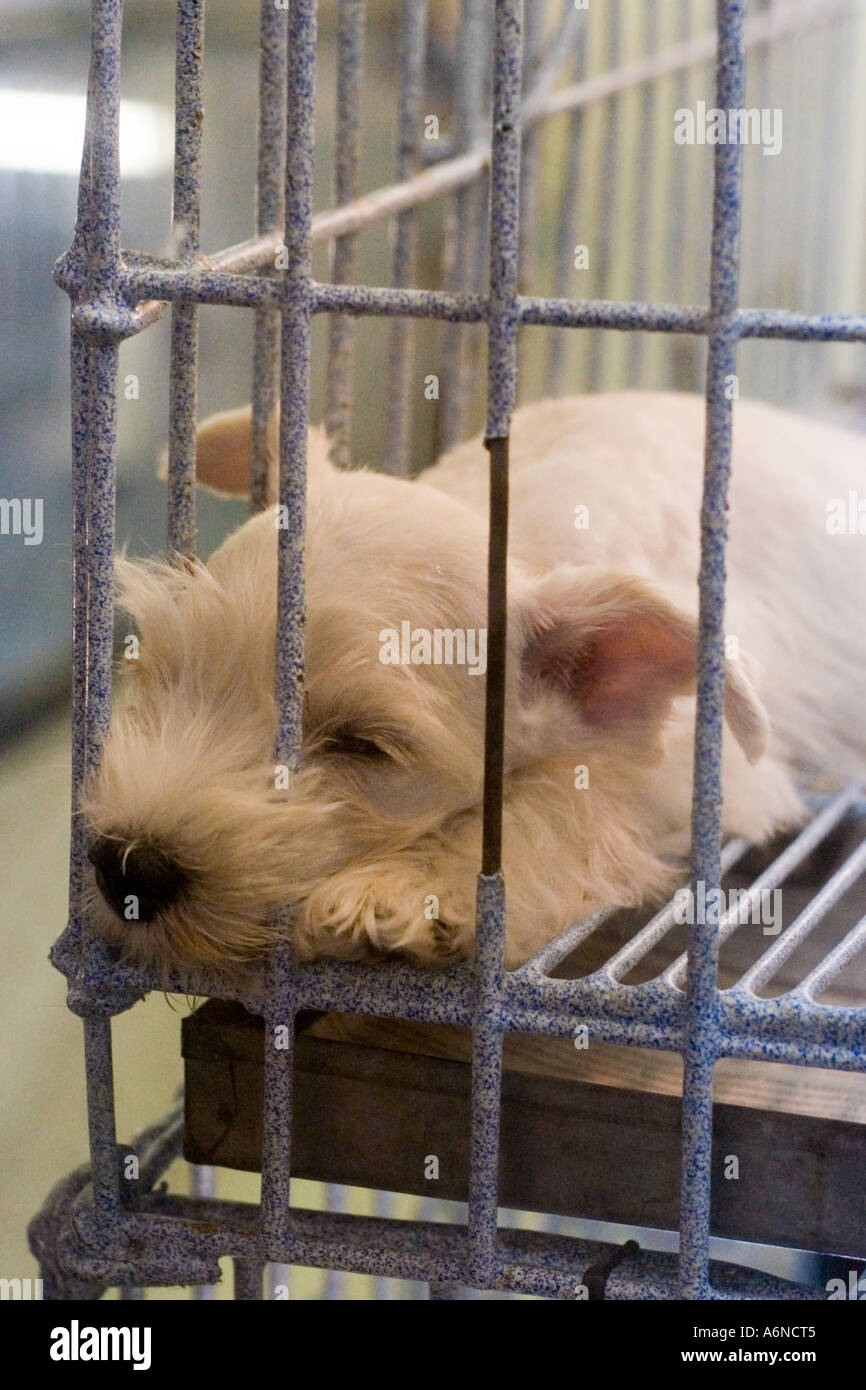 Individual cage hi-res stock photography and images - Alamy