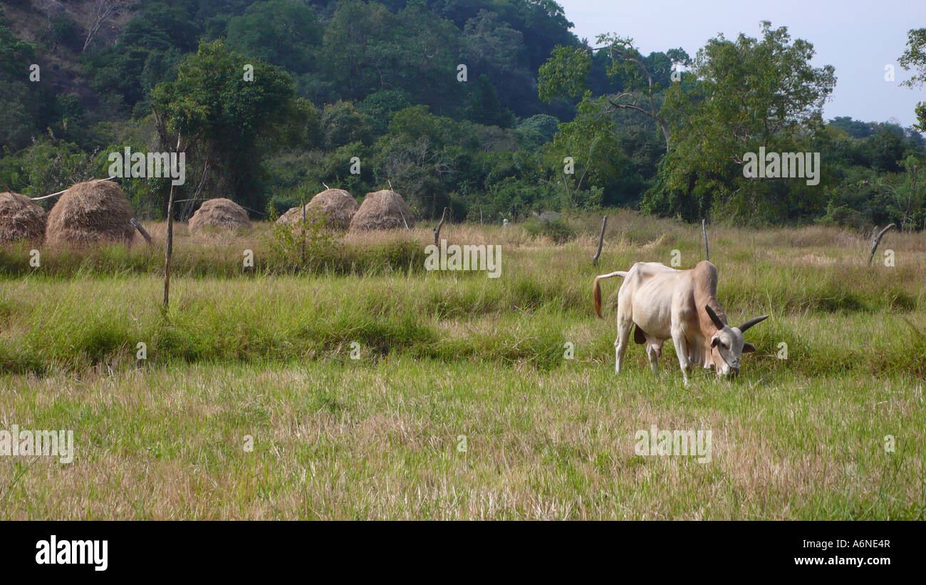 Brahma bull hi-res stock photography and images - Alamy