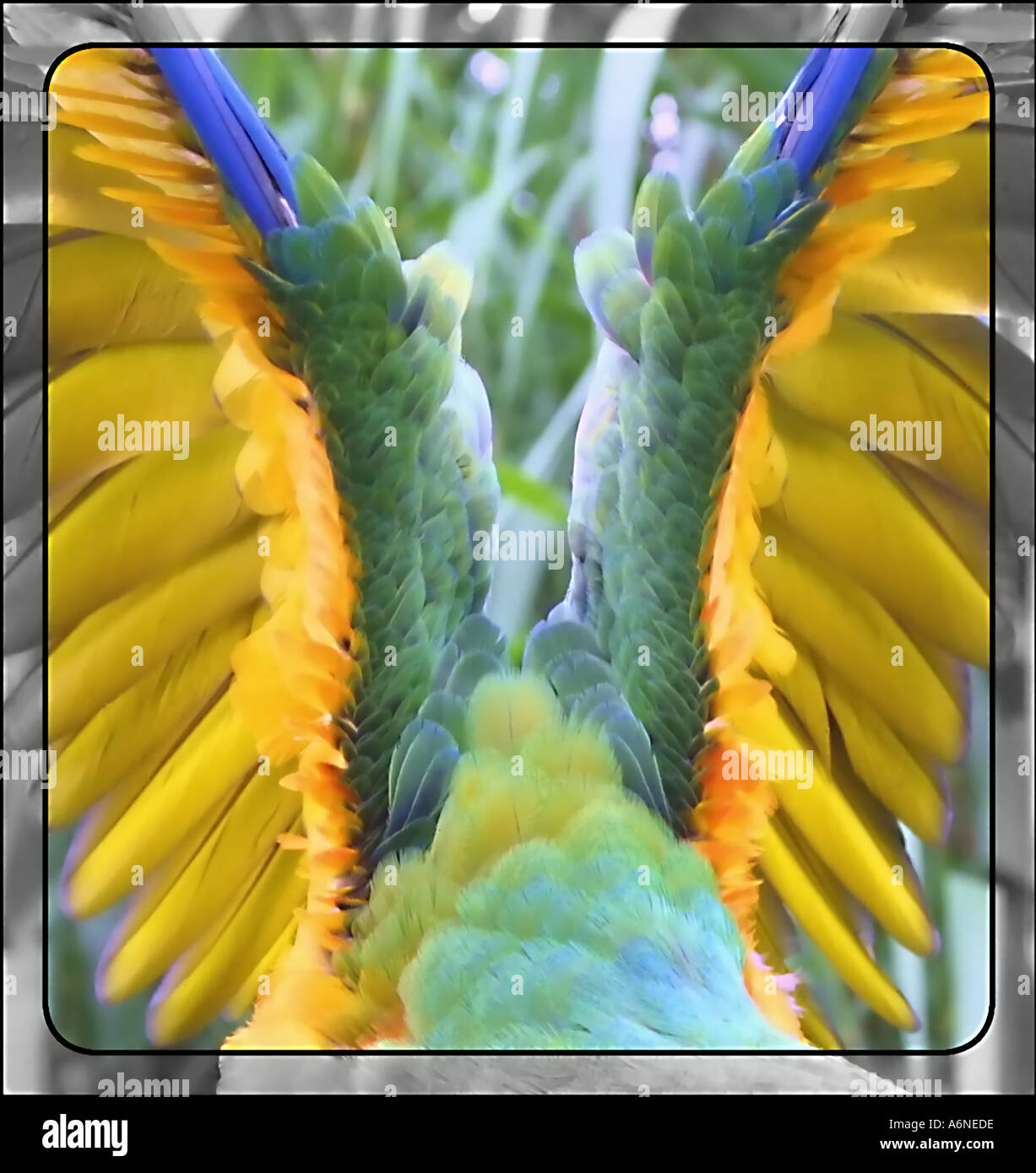 Macaw Parrot Wings Stock Photo - Alamy