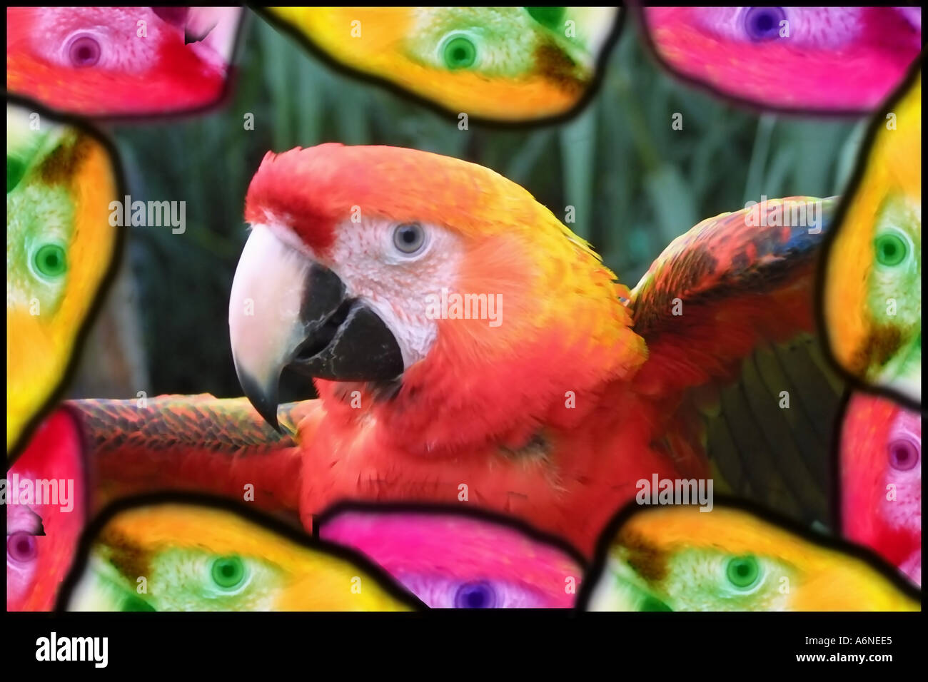 Parrots Macaw many parrot faces in multi colors Stock Photo - Alamy
