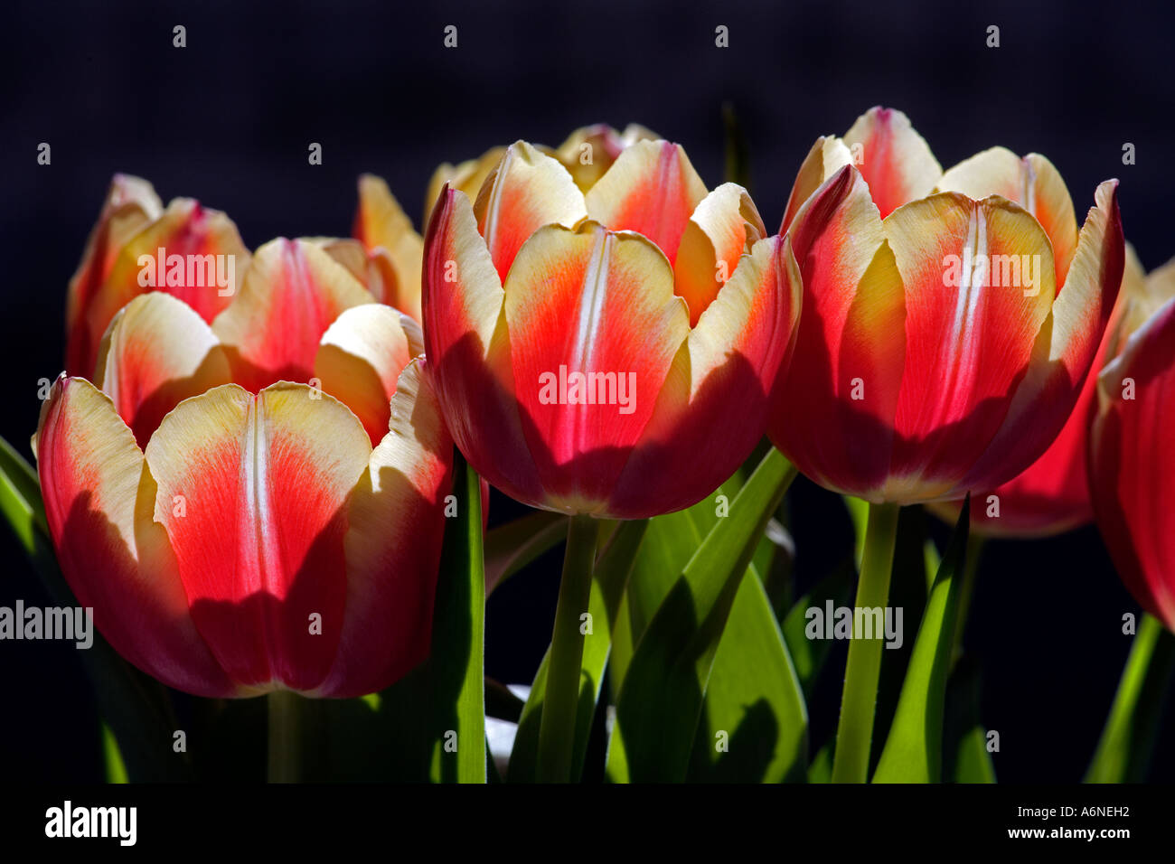 Tulips in a row viewed from the side against a black background Stock ...