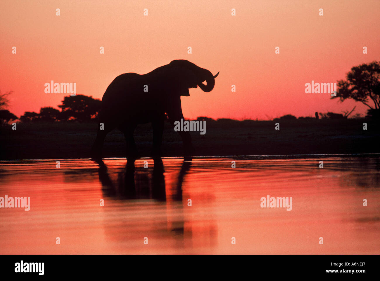 Makololo waterhole hi-res stock photography and images - Alamy
