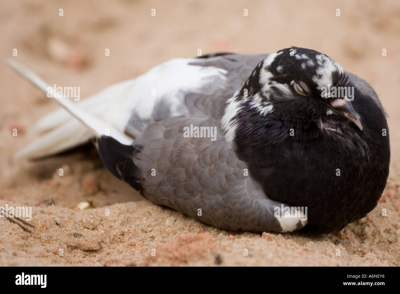 Sleeping pigeon hi-res stock photography and images - Alamy