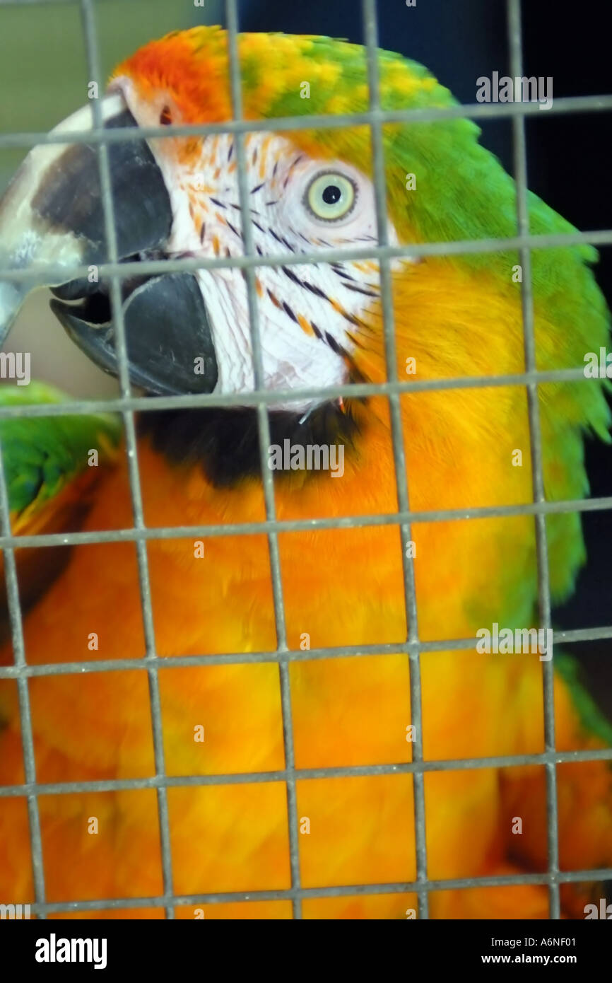 Parrot Macaw Profile of a caged breeding Macaw Parrot Stock Photo - Alamy