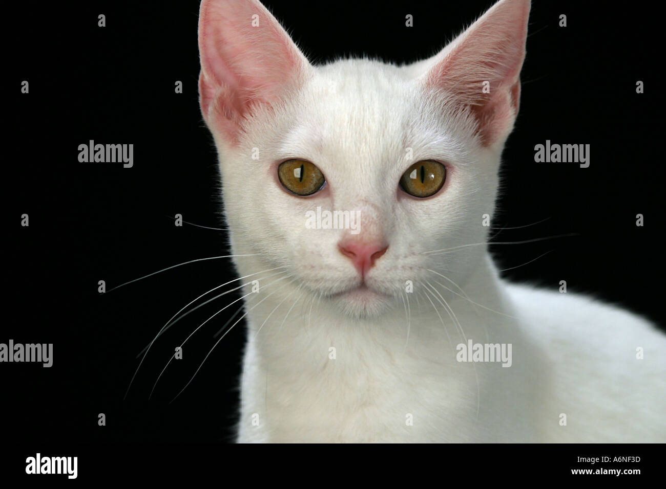 Precious kittens hi-res stock photography and images - Alamy