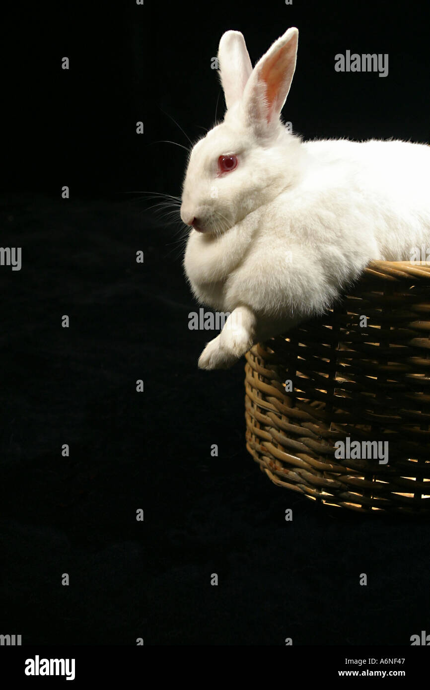 Rabbit White Bunny Domestic Easter Bunny Stock Photo - Alamy