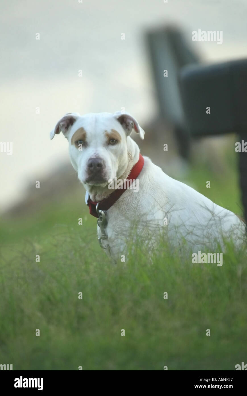 Regal dogs hi-res stock photography and images - Alamy