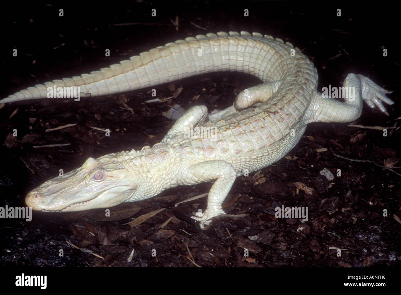 Albino alligator looks in to camera Stock Photo - Alamy
