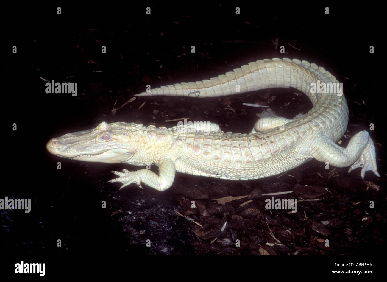 Albino alligator turning back on itself Stock Photo - Alamy