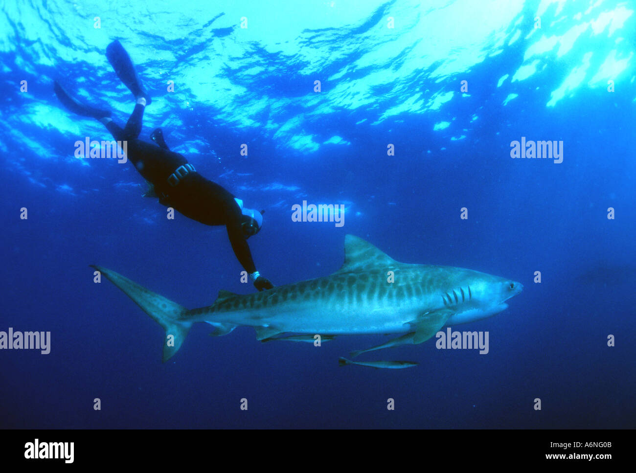 Tiger Shark Galeocerdo cuvier and freediver Stock Photo - Alamy