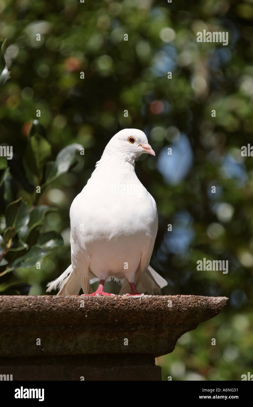 A White Dove on South Island in scenic New Zealand Stock Photo - Alamy