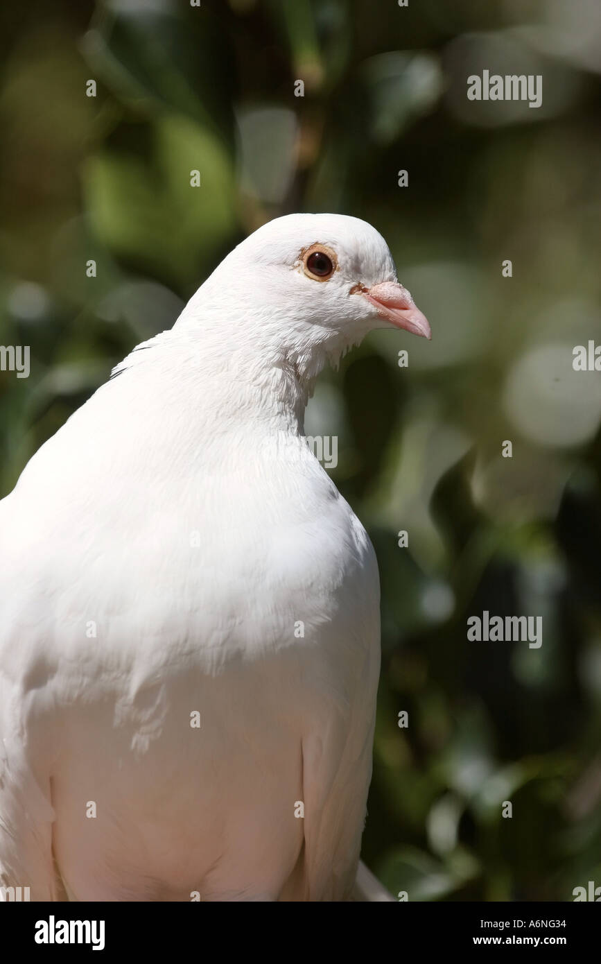A White Dove on South Island in scenic New Zealand Stock Photo - Alamy