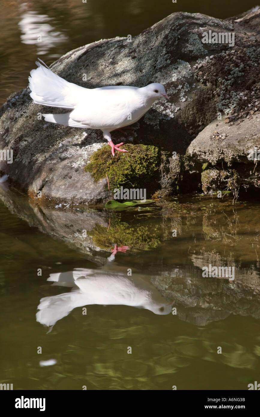 White Dove on rock in scenic New Zealand Stock Photo - Alamy
