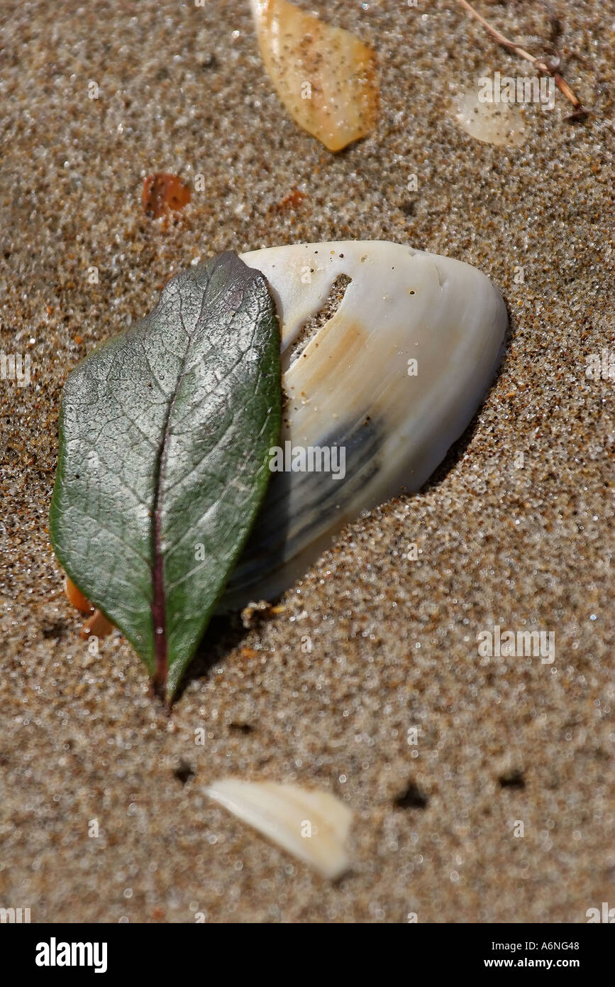 Fallen leaf on seashell on beach of North Island in scenic New Zealand ...