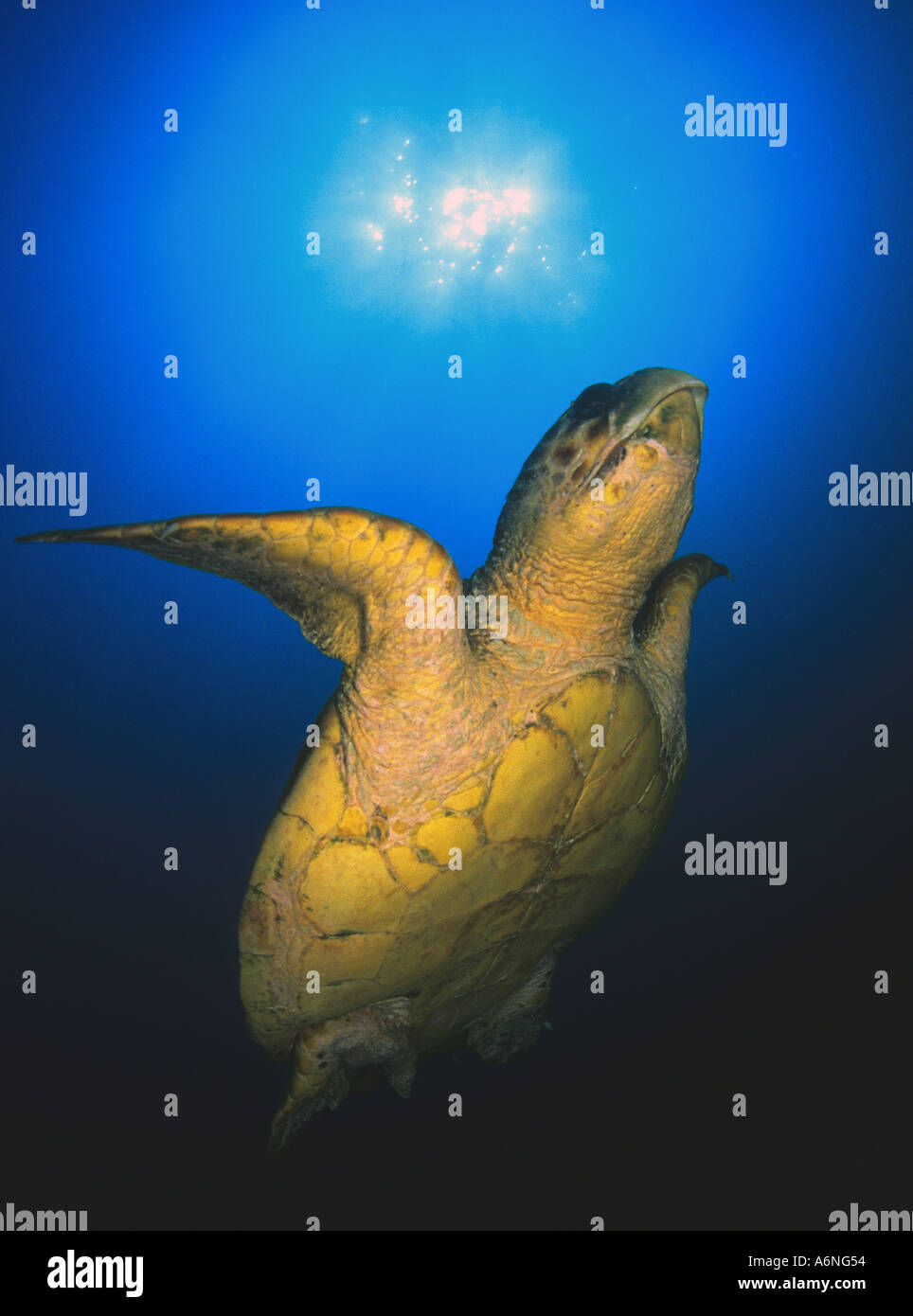 Loggerhead Turtle Caretta caretta Stock Photo - Alamy